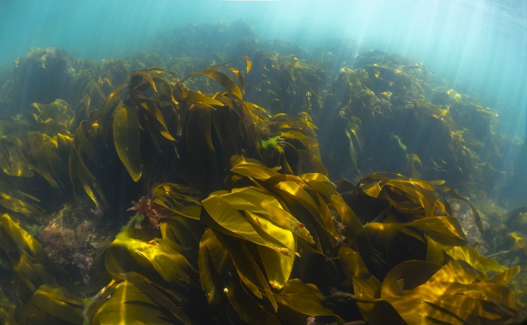 Forests beneath the waves: celebrating our magnificent kelp – Natural England