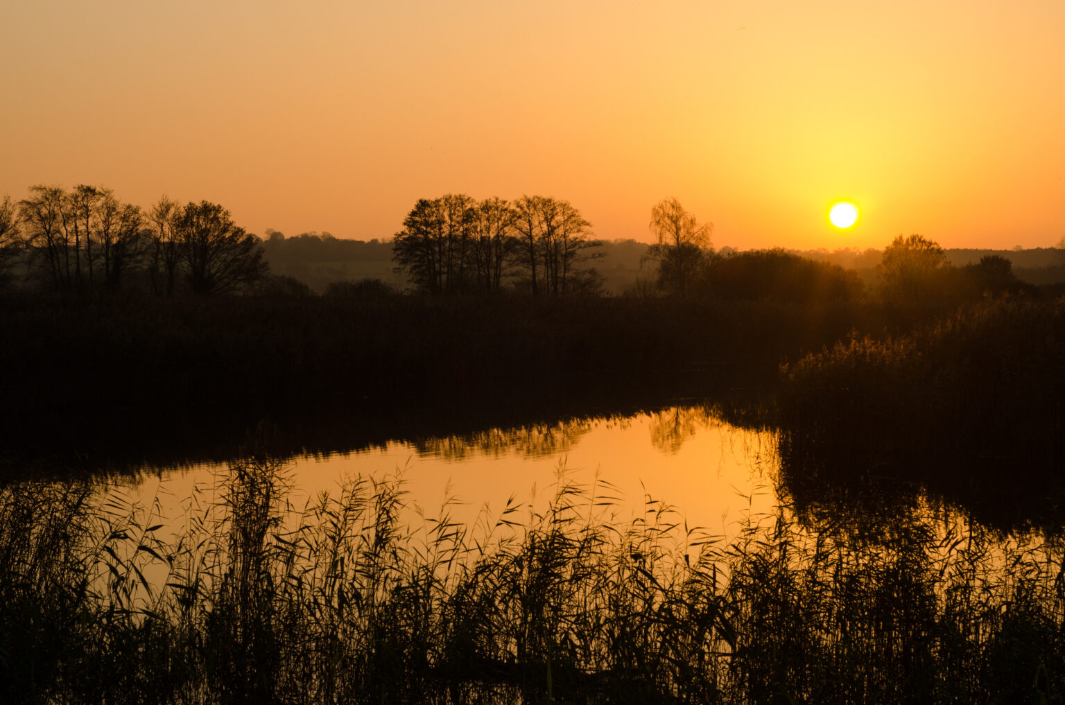 Saving species in Somerset; the work of the Somerset, Coast Levels and ...