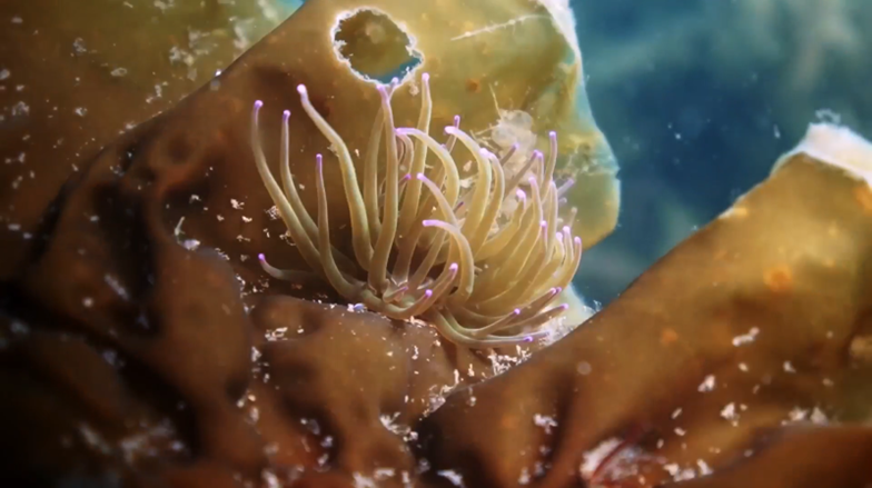 Forests beneath the waves: celebrating our magnificent kelp – Natural ...