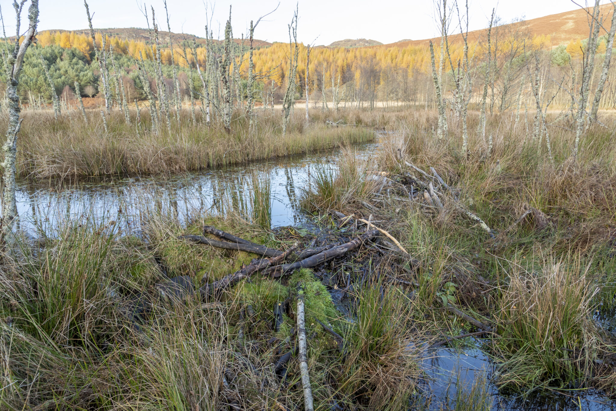Beaver wild release: a milestone for nature recovery in England ...