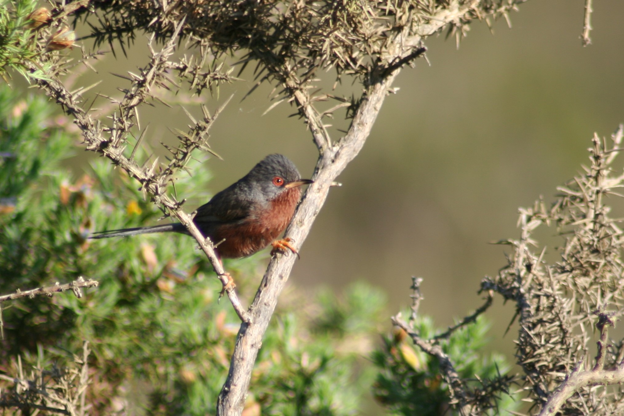 British Trust for Ornithology – Natural England