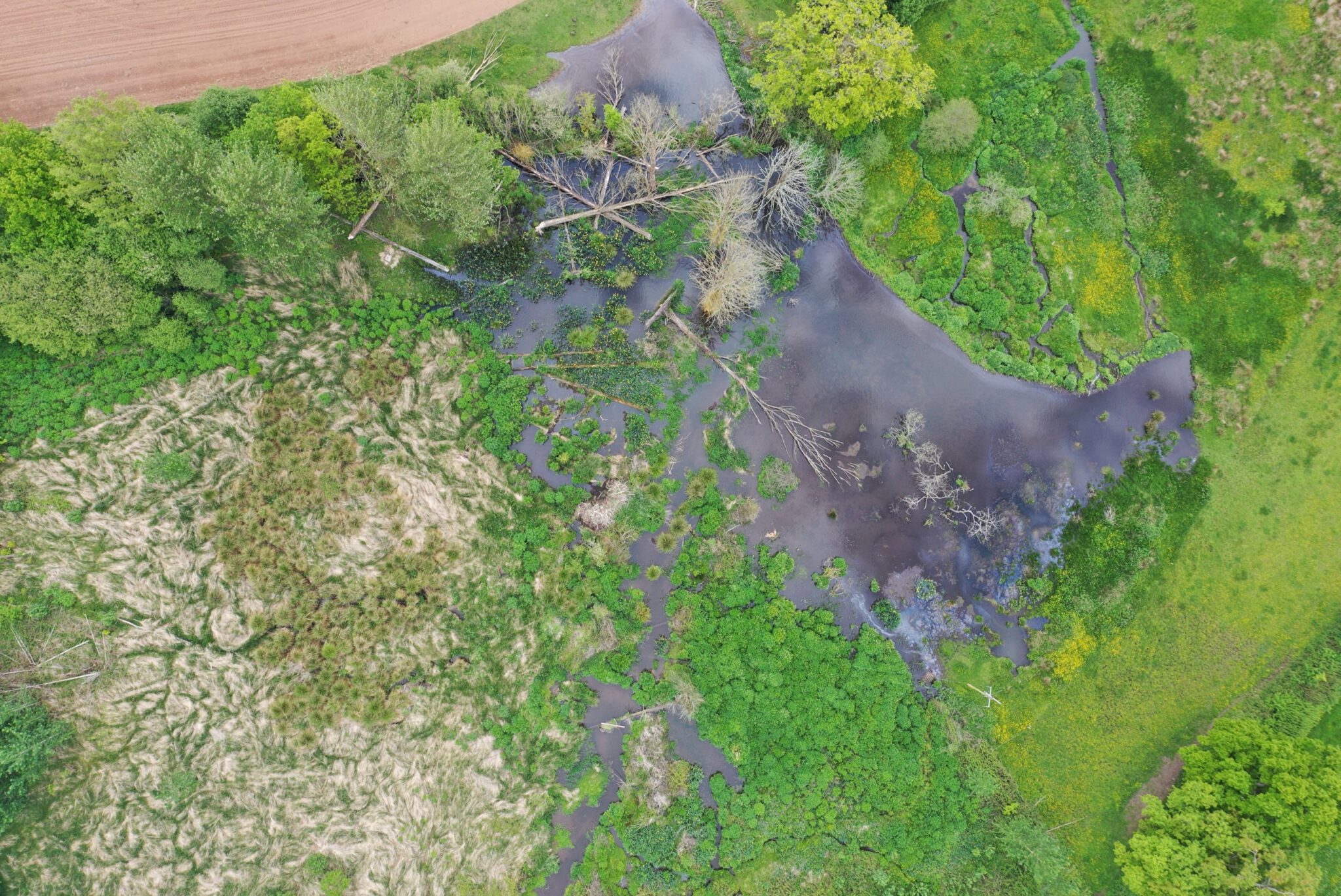 Beaver wild release: a milestone for nature recovery in England ...