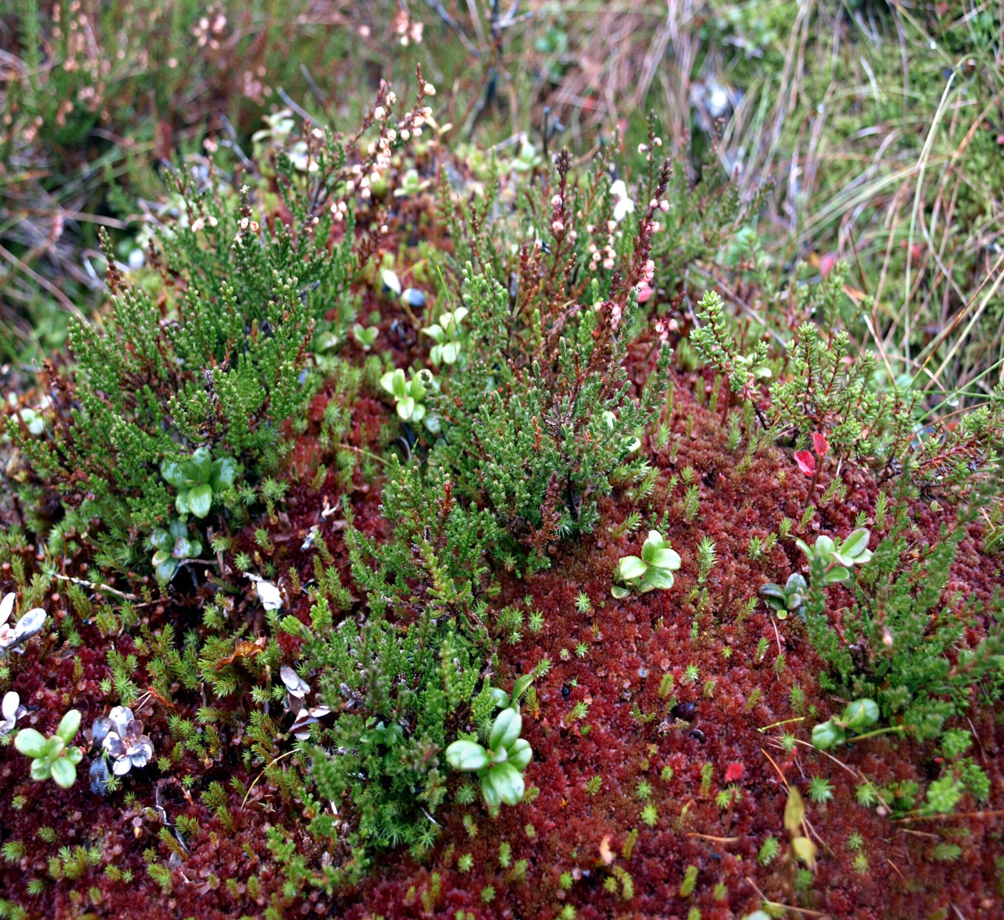 Growing the evidence base to recover England’s treasured peatland landscapes – Natural England