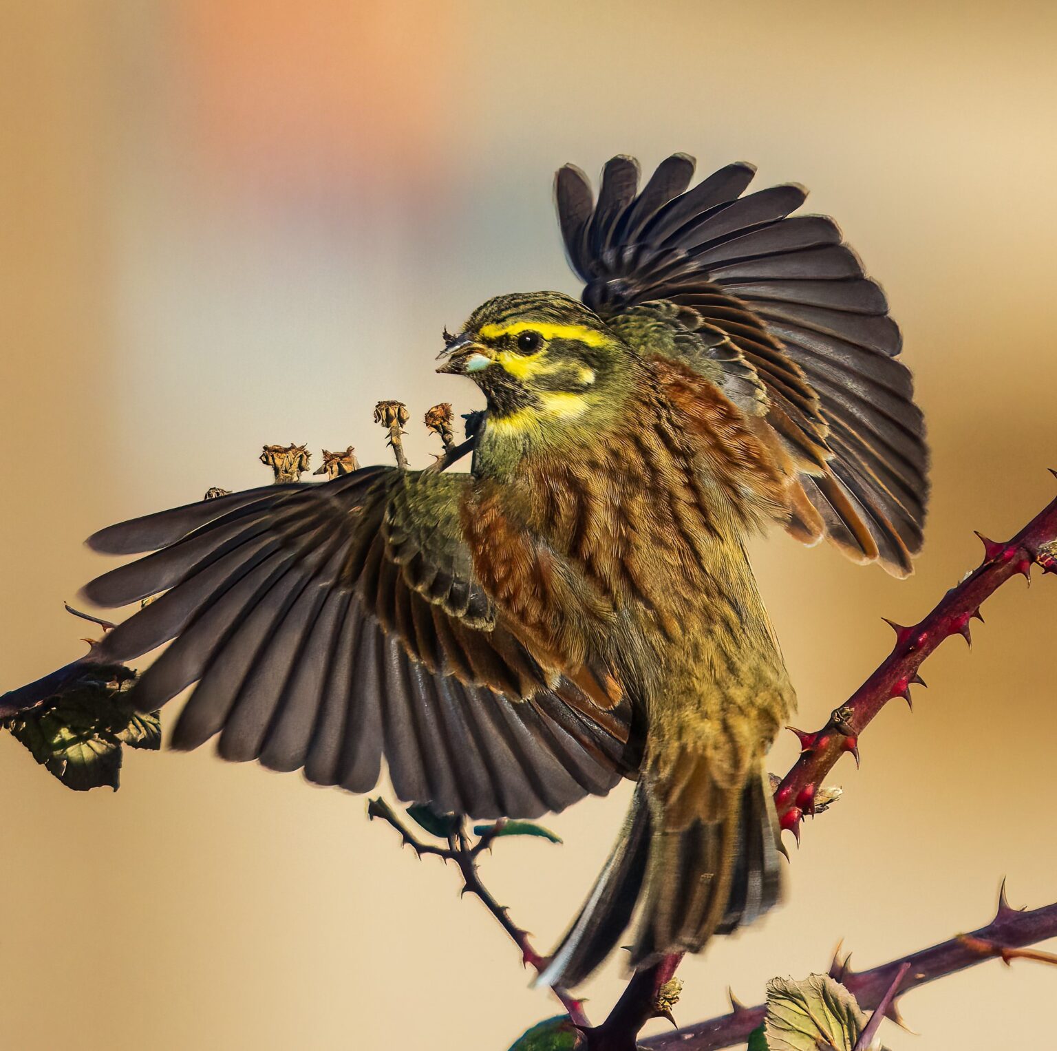 Biodiversity – Natural England