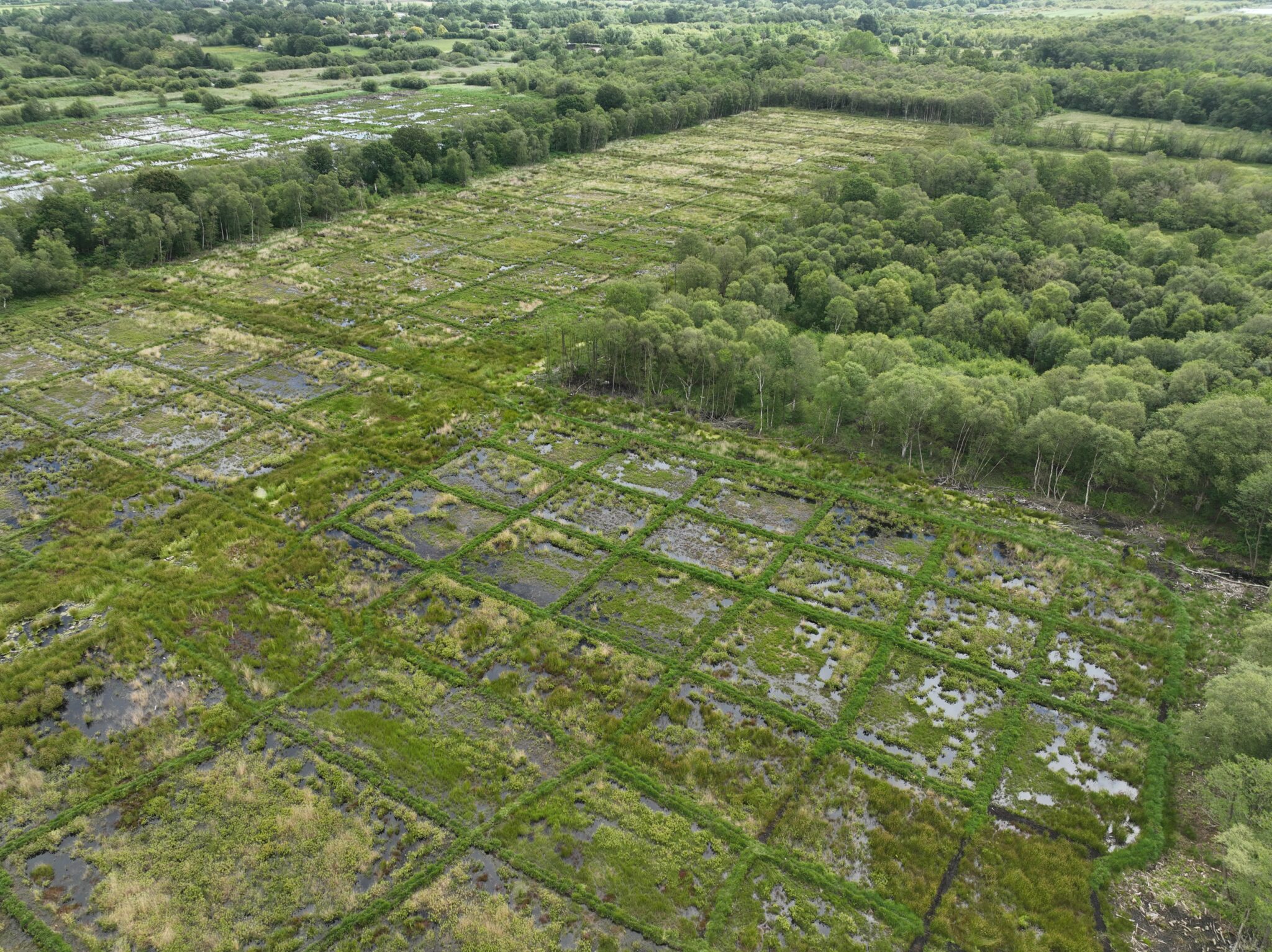 Shapwick Heath Peat Restoration – Bringing Bogs Back to Somerset ...