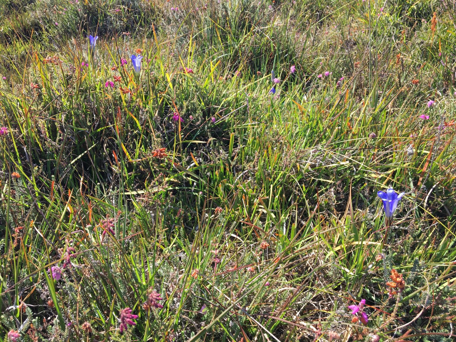 Growing the evidence base to recover England’s treasured peatland ...