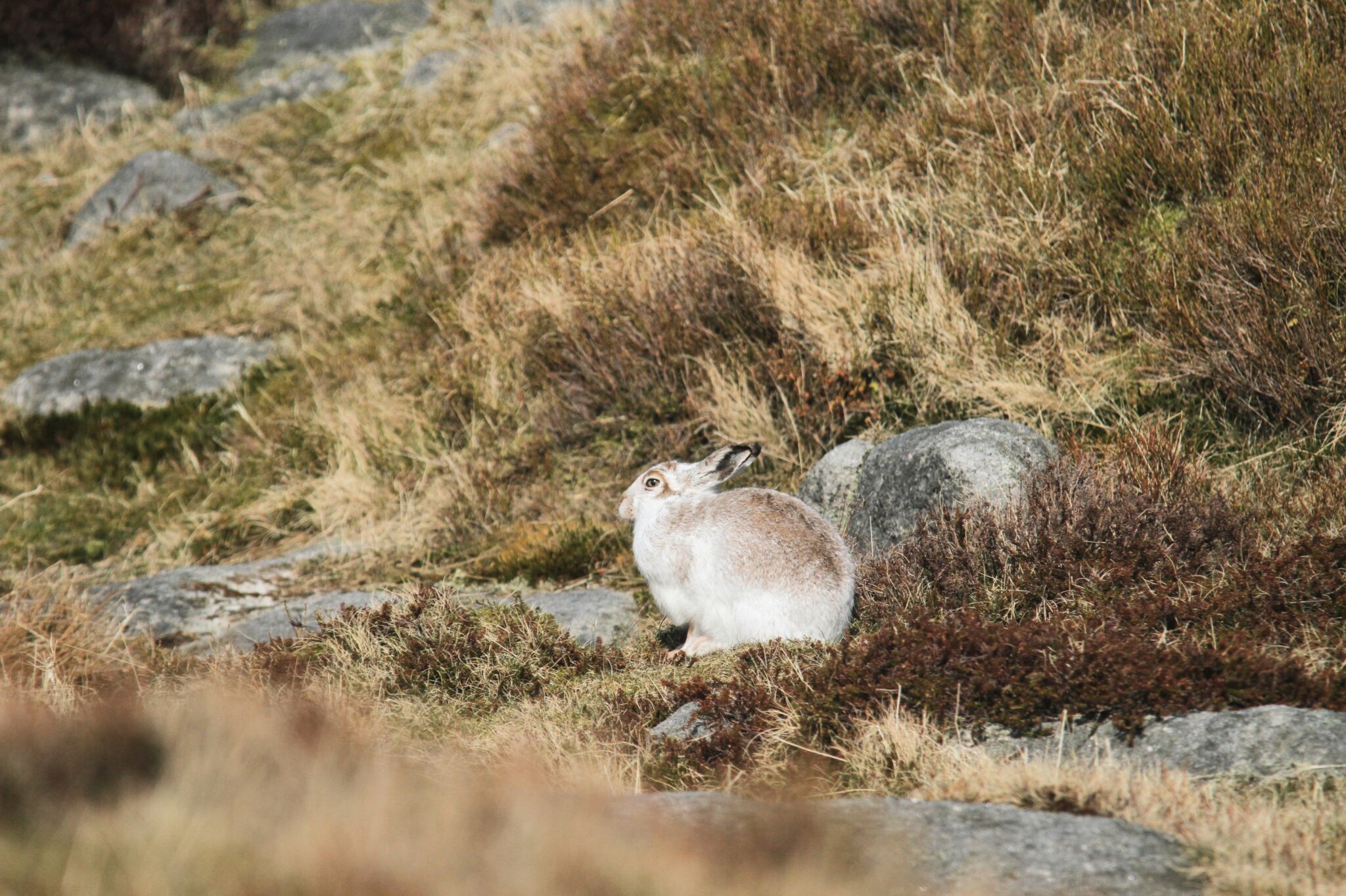 Mountain hares in decline: New research reveals diminishing numbers in ...