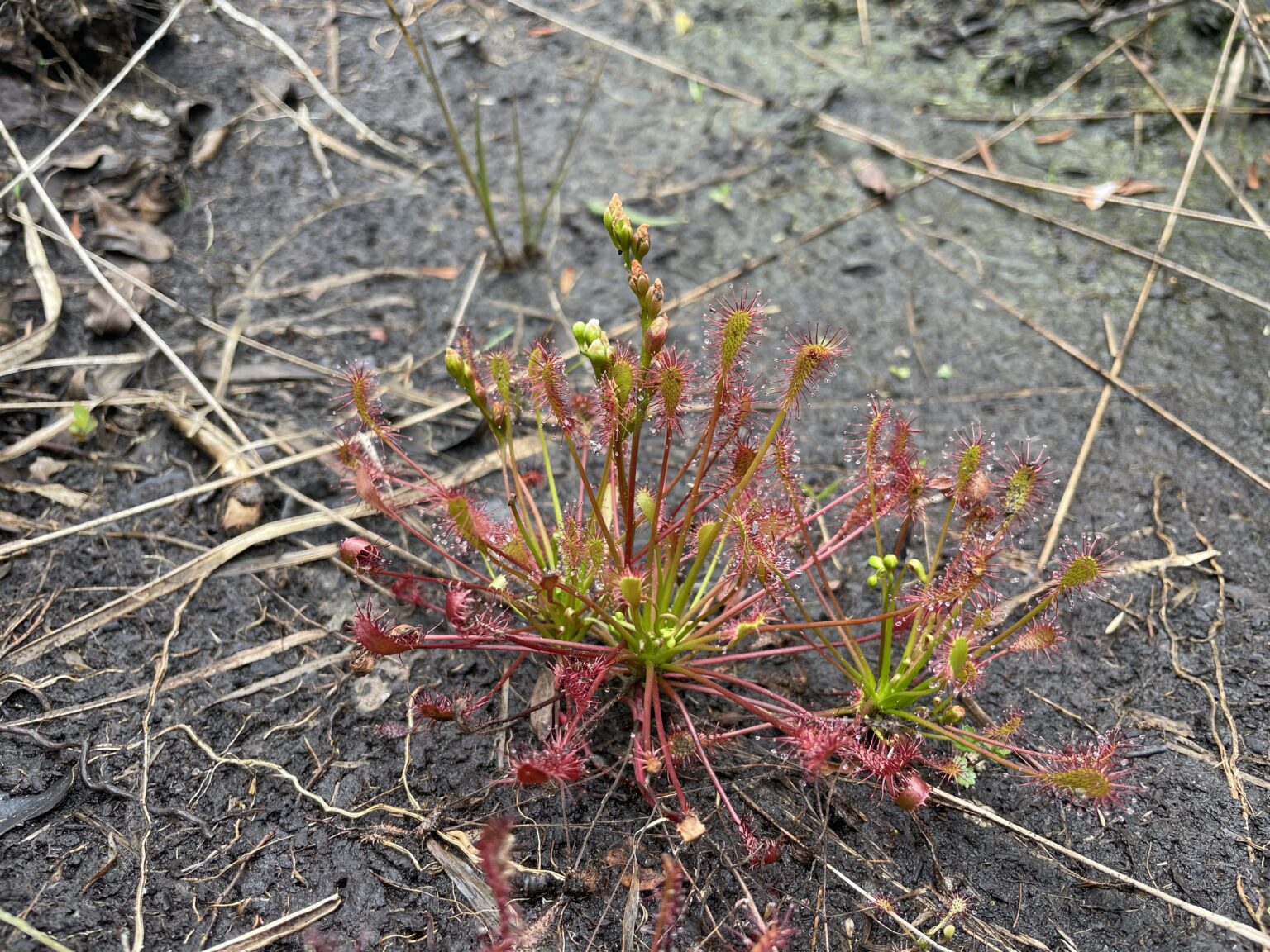 Shapwick Heath Peat Restoration – Bringing Bogs Back to Somerset ...