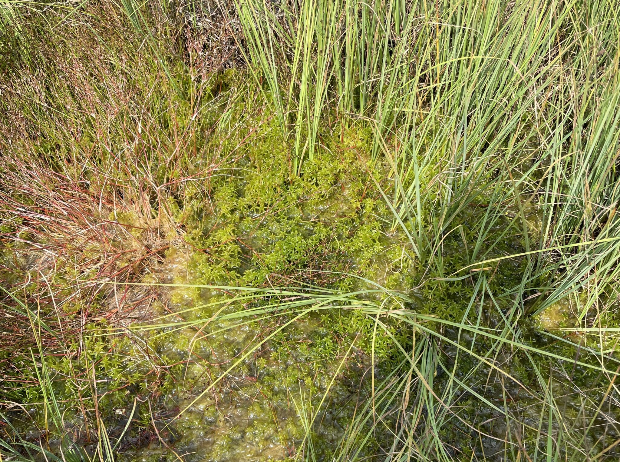 Restoration: Bringing The Bogs Back To Lifeirish Peatland Conservation ...