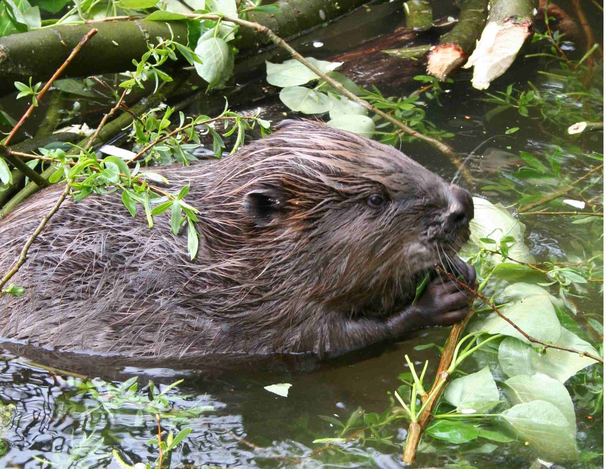 A new mapping tool to support beaver reintroductions and dispersal ...