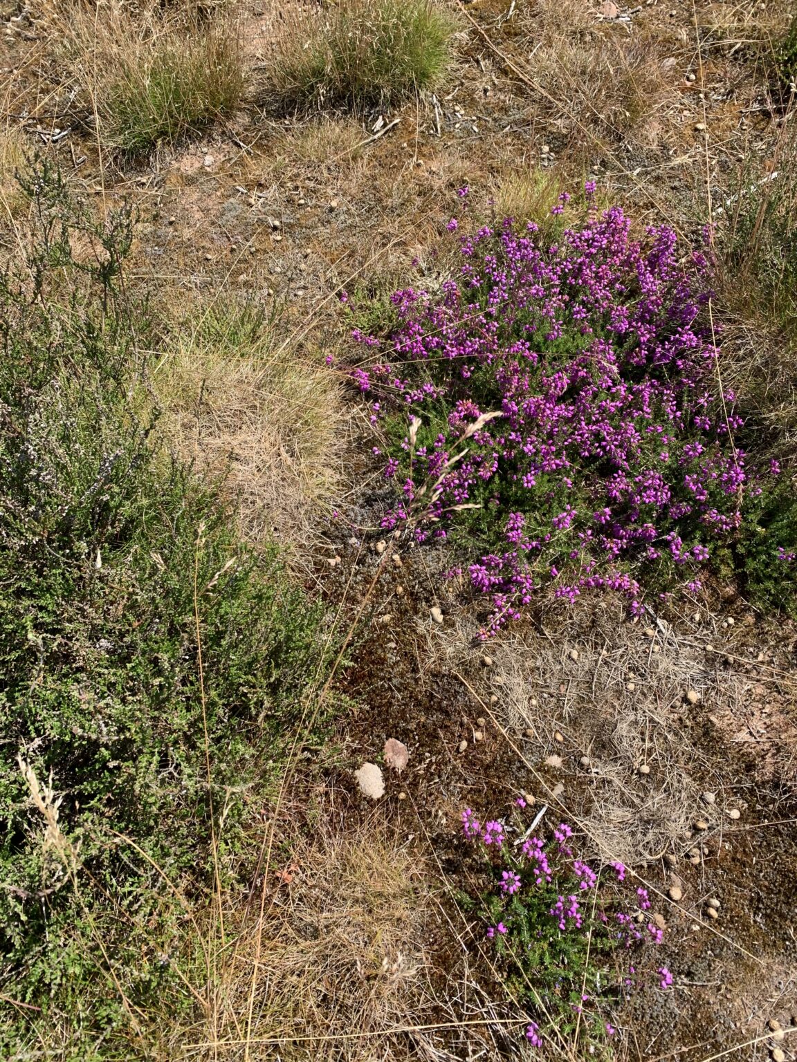 Action to restore or create at least 38,877 hectares of wildlife-rich ...