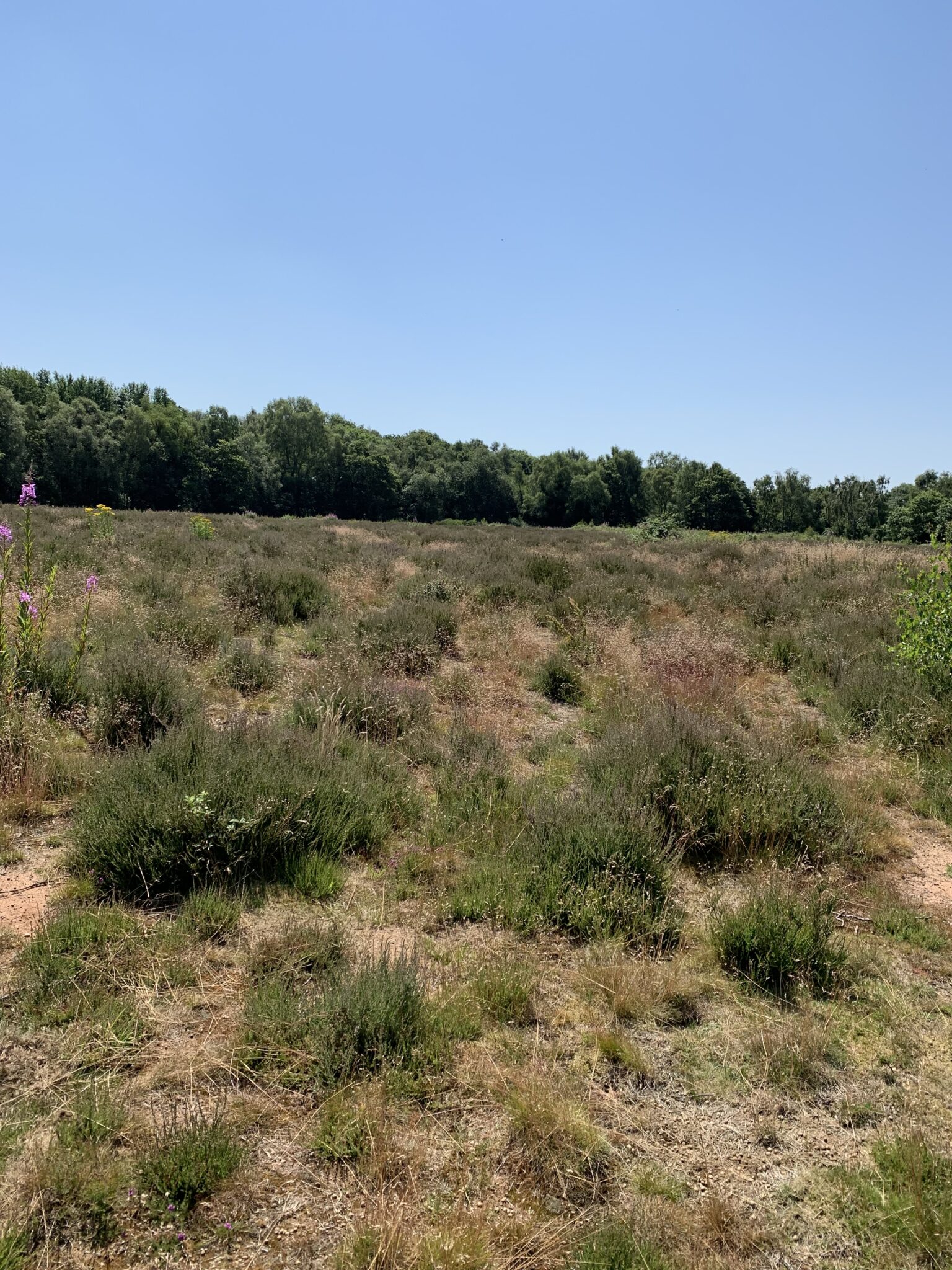 Action to restore or create at least 38,877 hectares of wildlife-rich ...