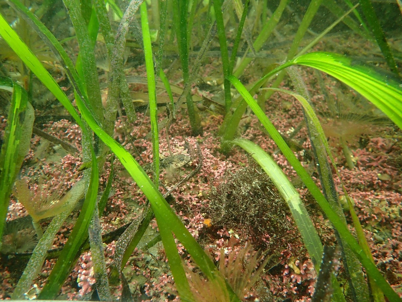 Protecting one of England’s rarest marine habitats: Natural England’s ...
