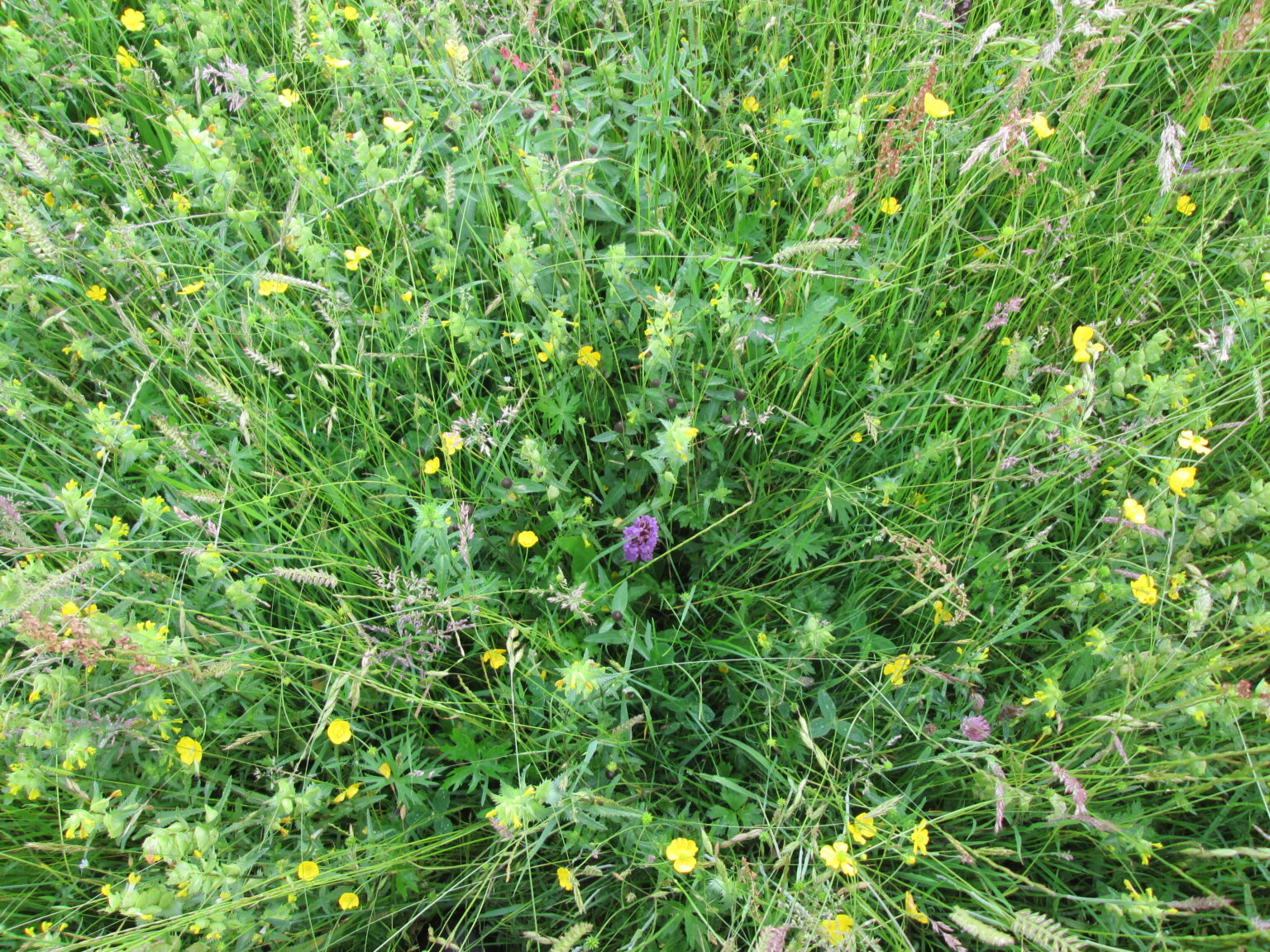 Nature Recovery Network – Natural England