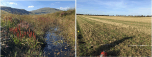 A new peat map for England – Natural England