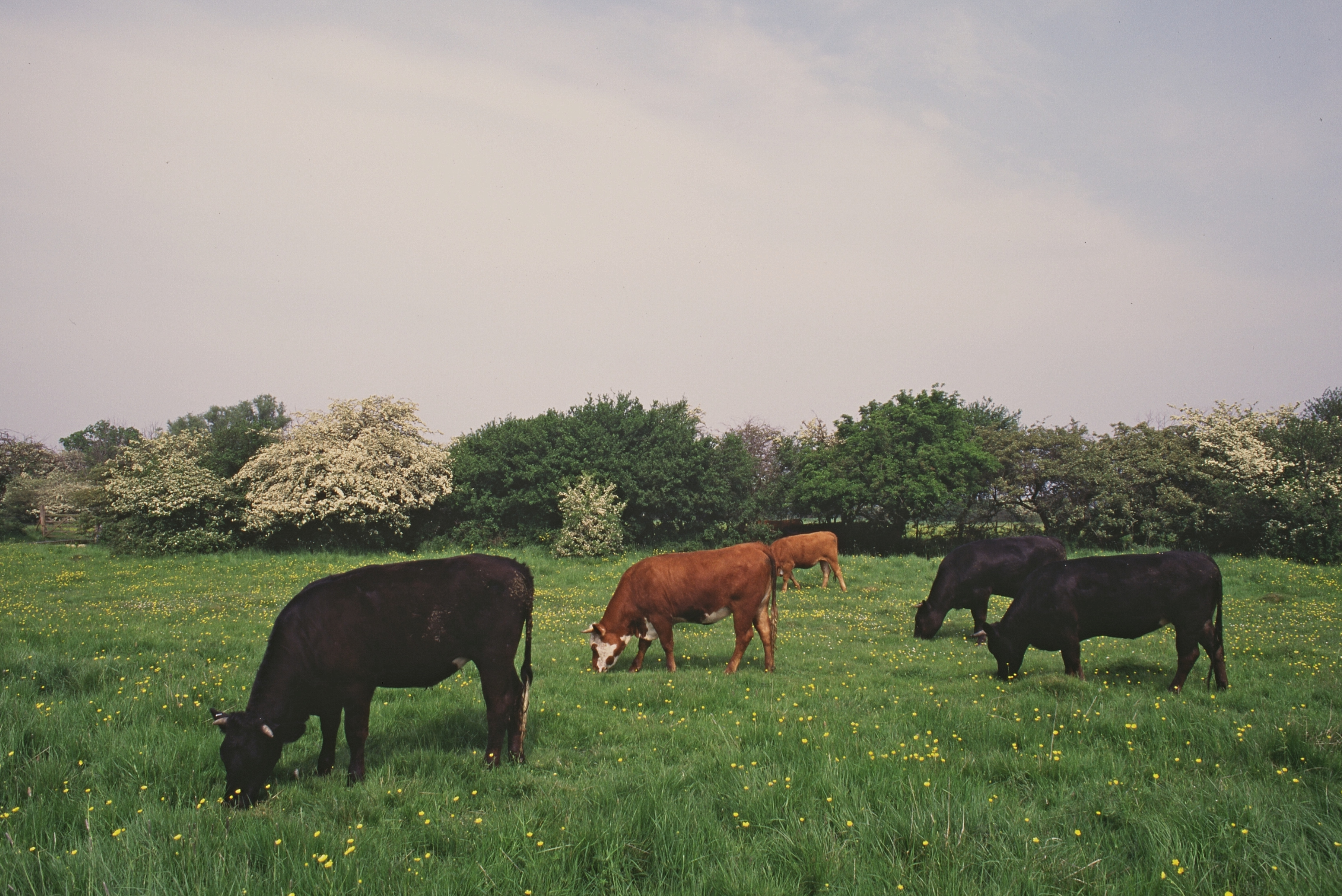 Growing more than food: The benefits of nature-friendly farming ...