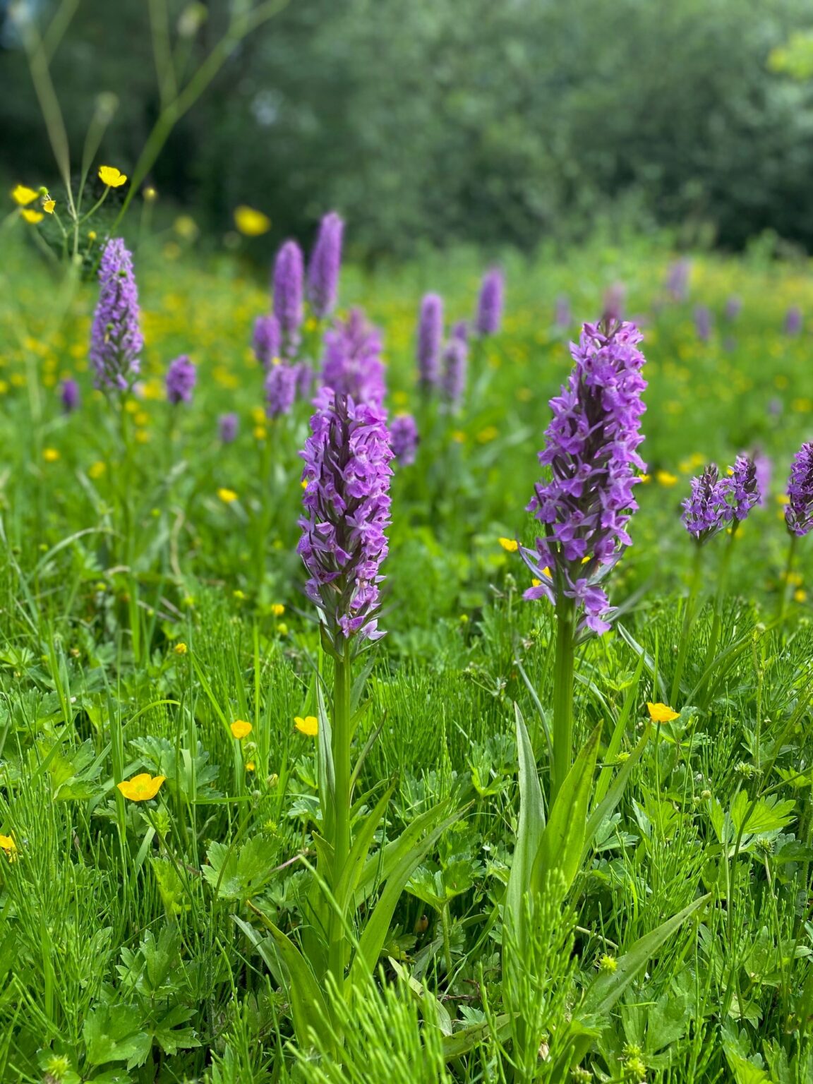 Nature Recovery Network – Natural England