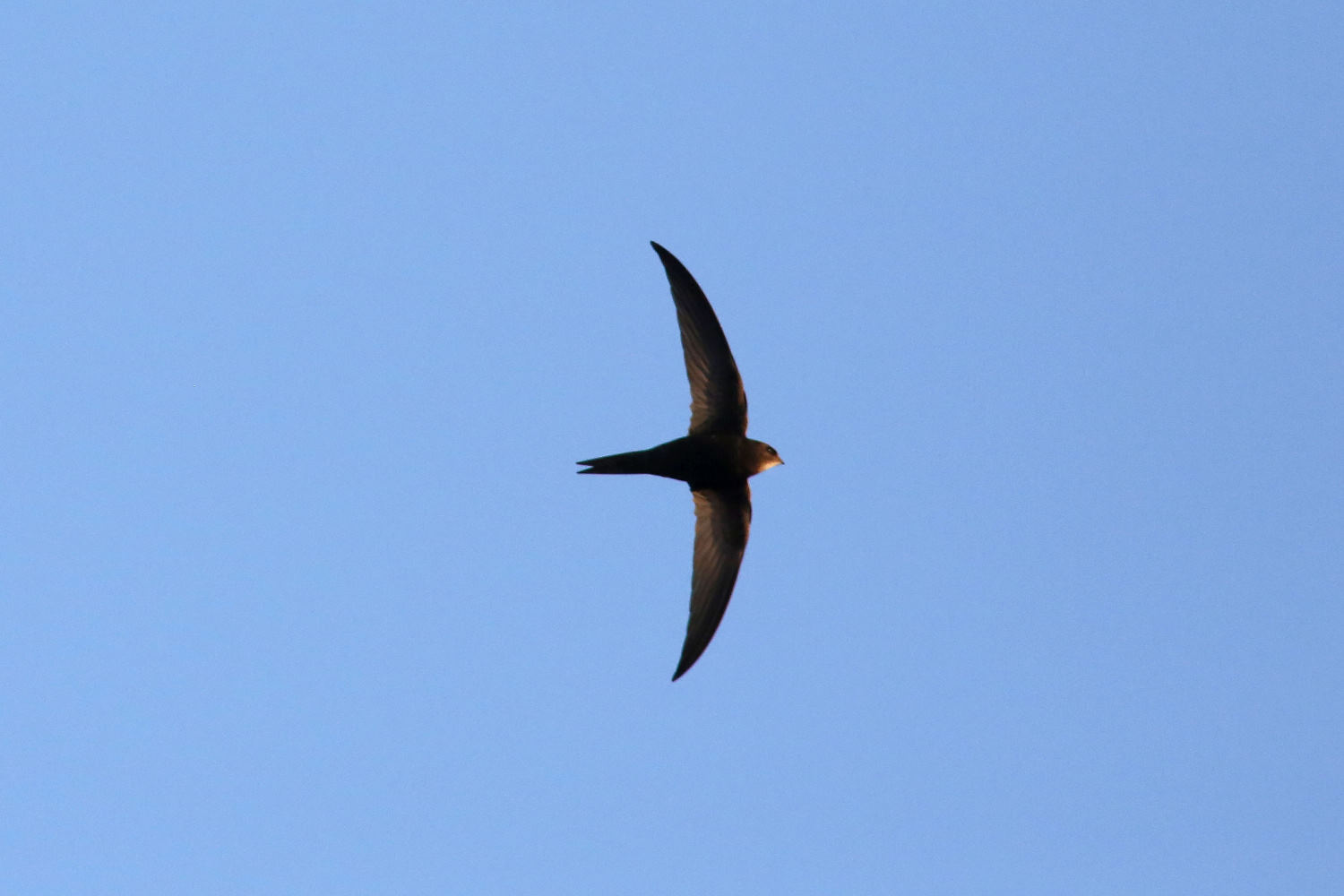 Ringing in nature’s return: Derby celebrates swift migration with ...