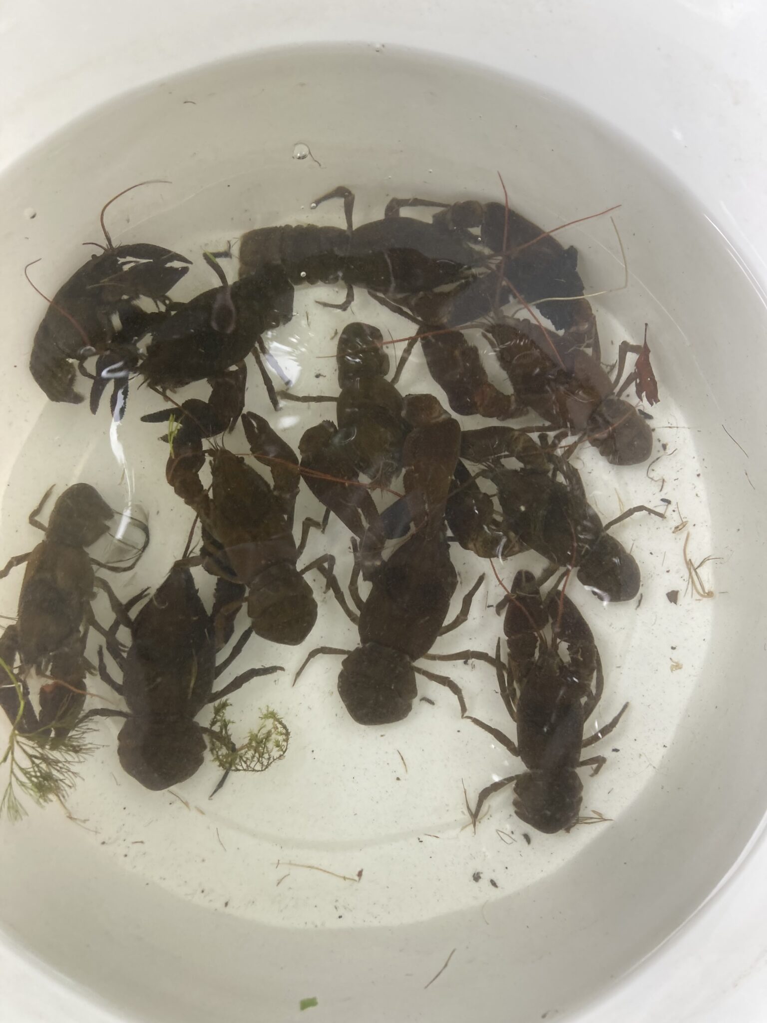 Crayfish clawing their way back in Nottinghamshire: A conservation ...