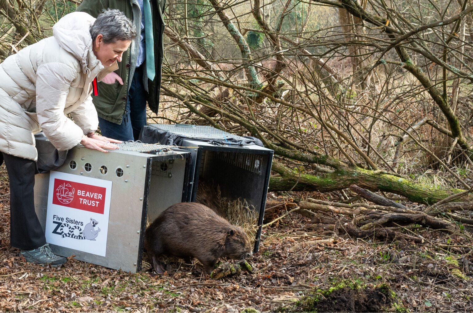 From fences to freedom: England’s continuing beaver journey – Natural ...