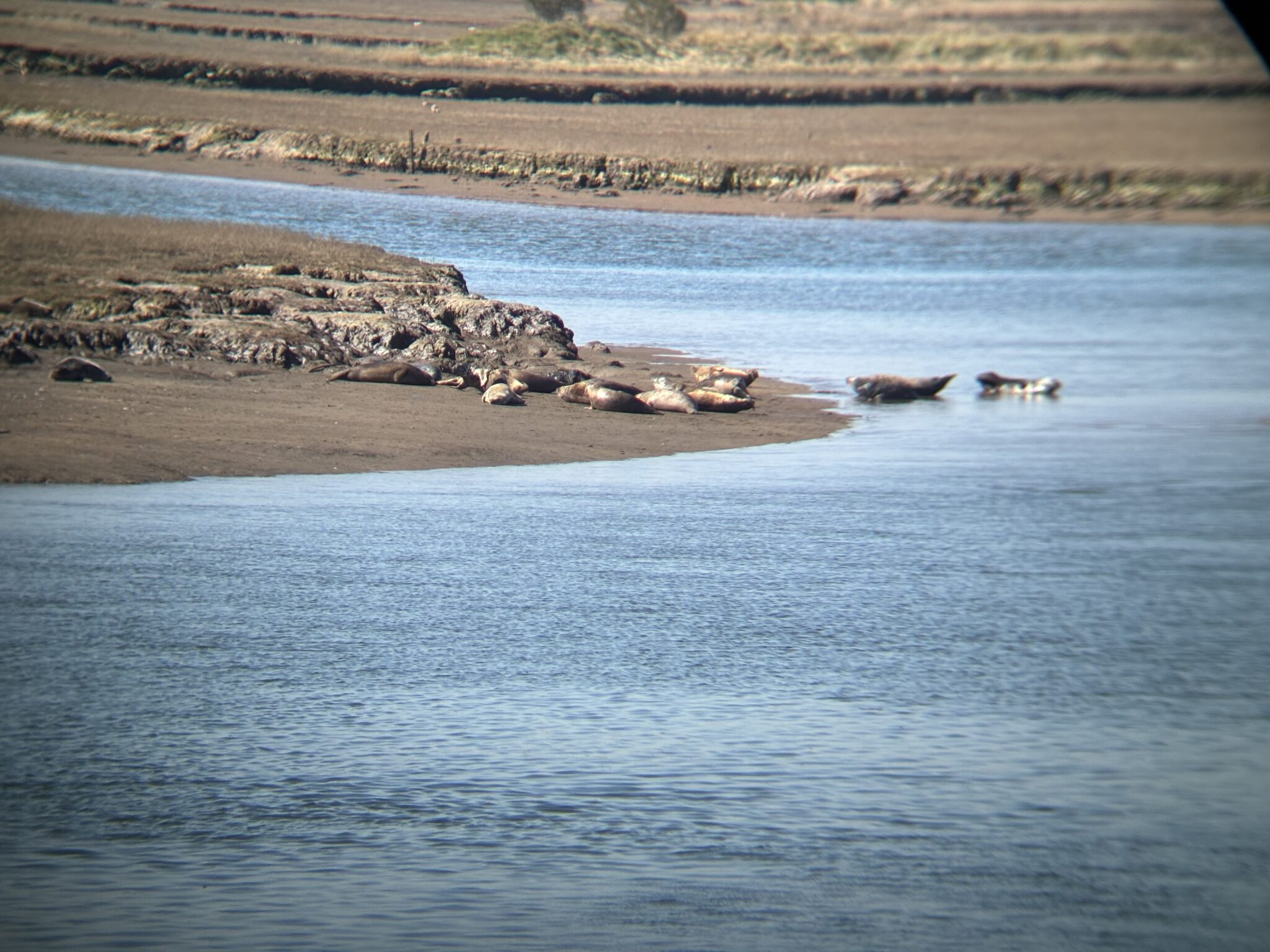 Thriving Together: Nature, People and Industry in the Tees Estuary ...