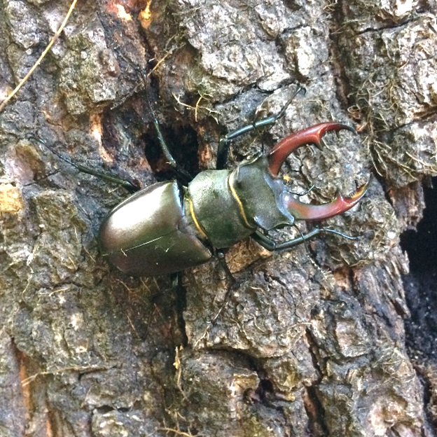 Biodiversity – Natural England