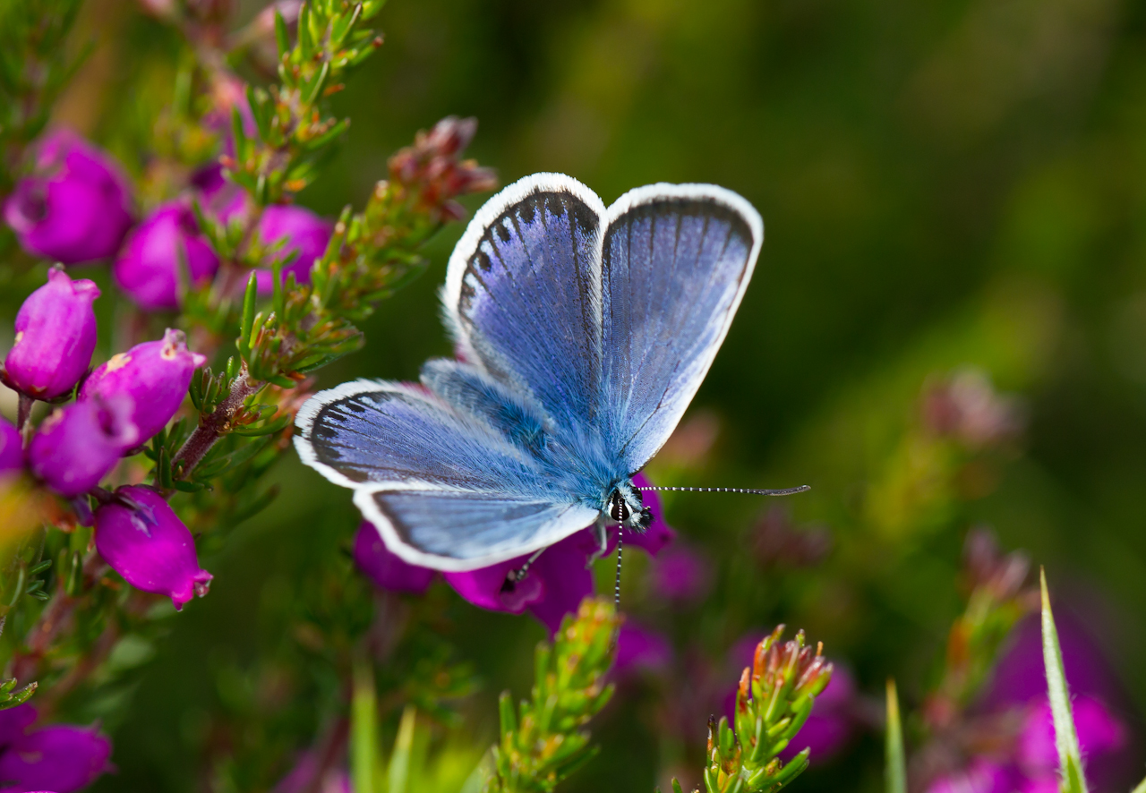 Collaborative monitoring helps confirm positive impact of nature ...