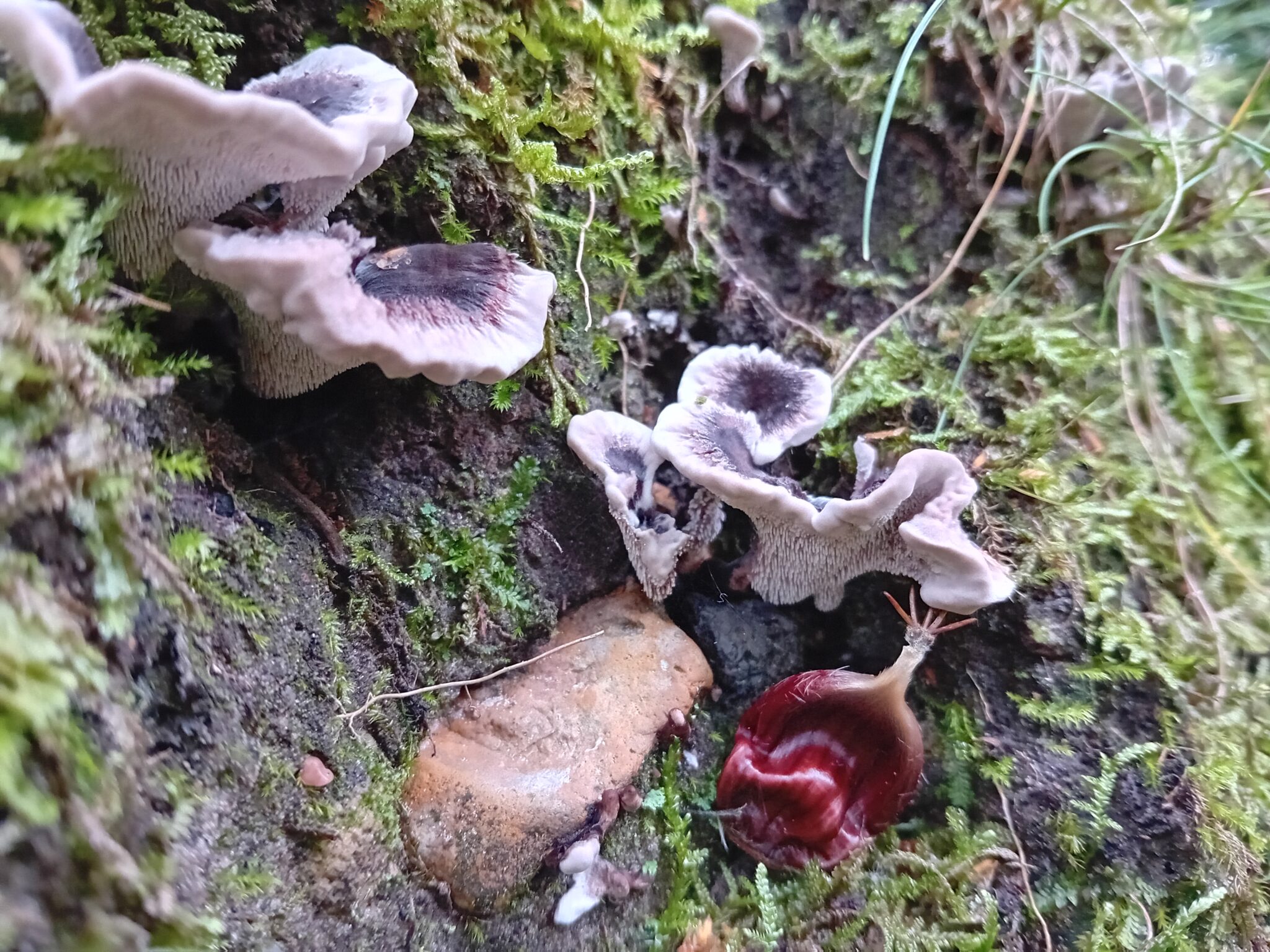 Natural England – Natural England