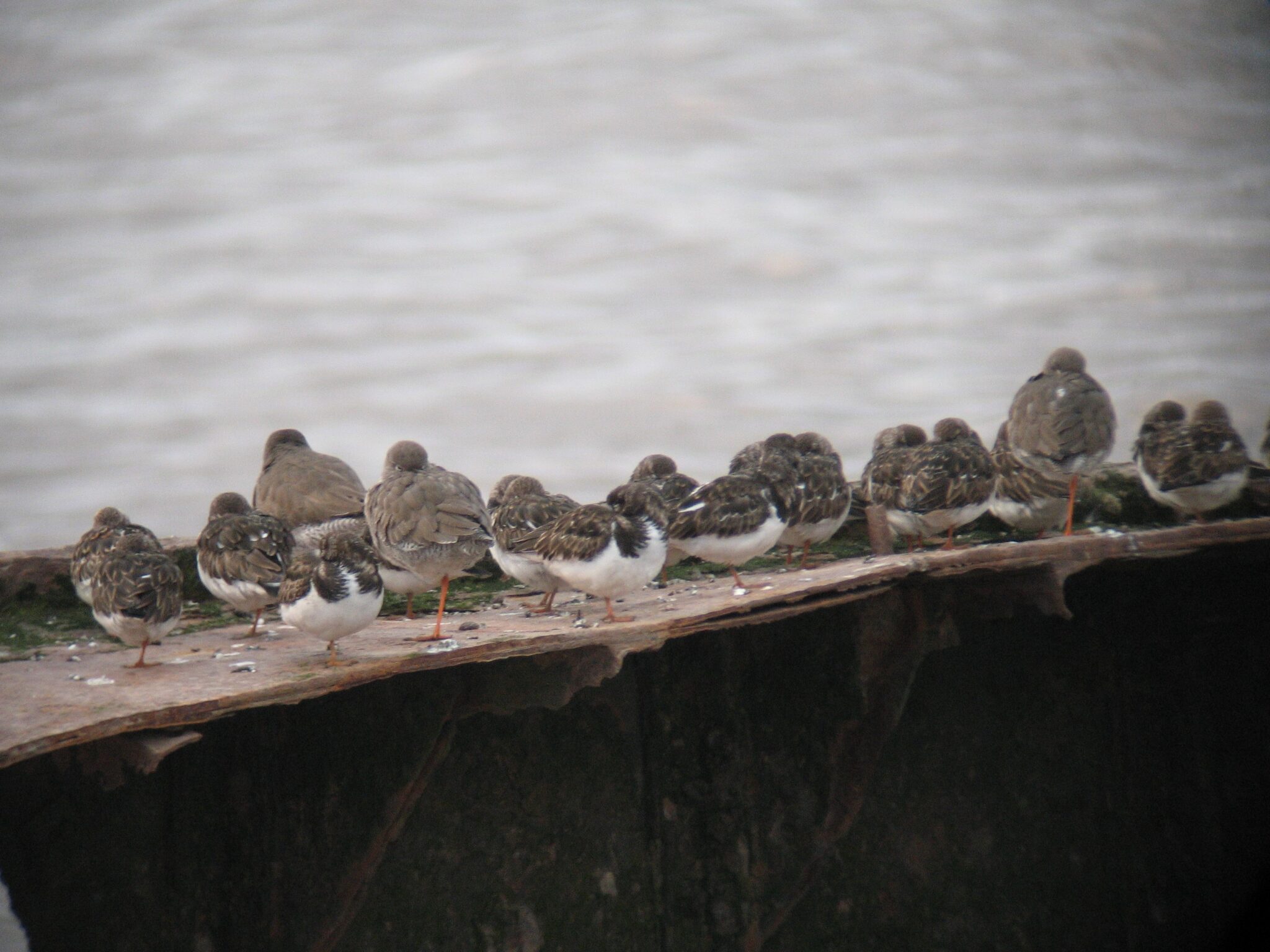 Balancing Nature and Development: The Humber Estuary Protected Site ...