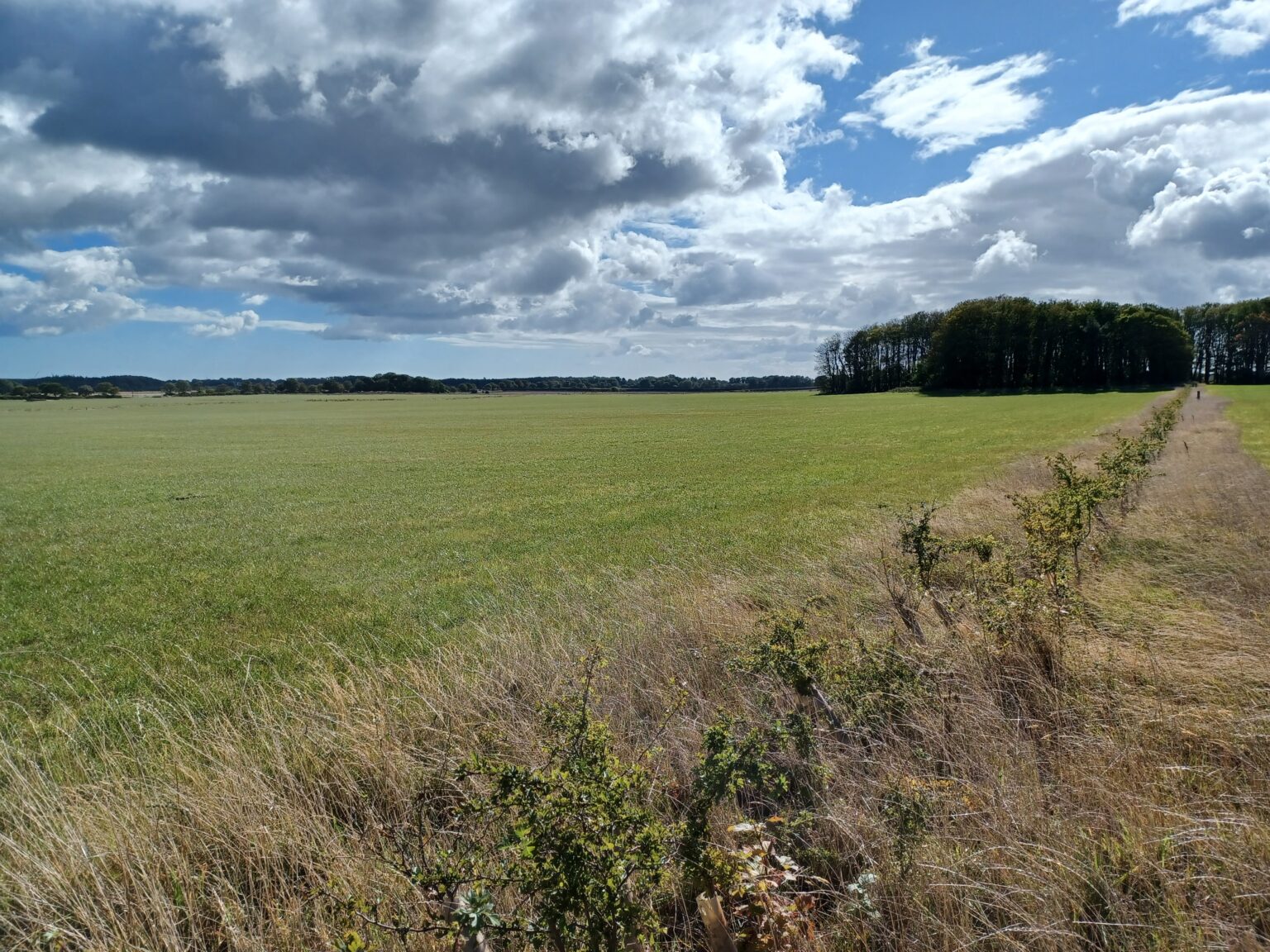 A Biodiversity Net Gain Solution for a High Value Brownfield Site ...