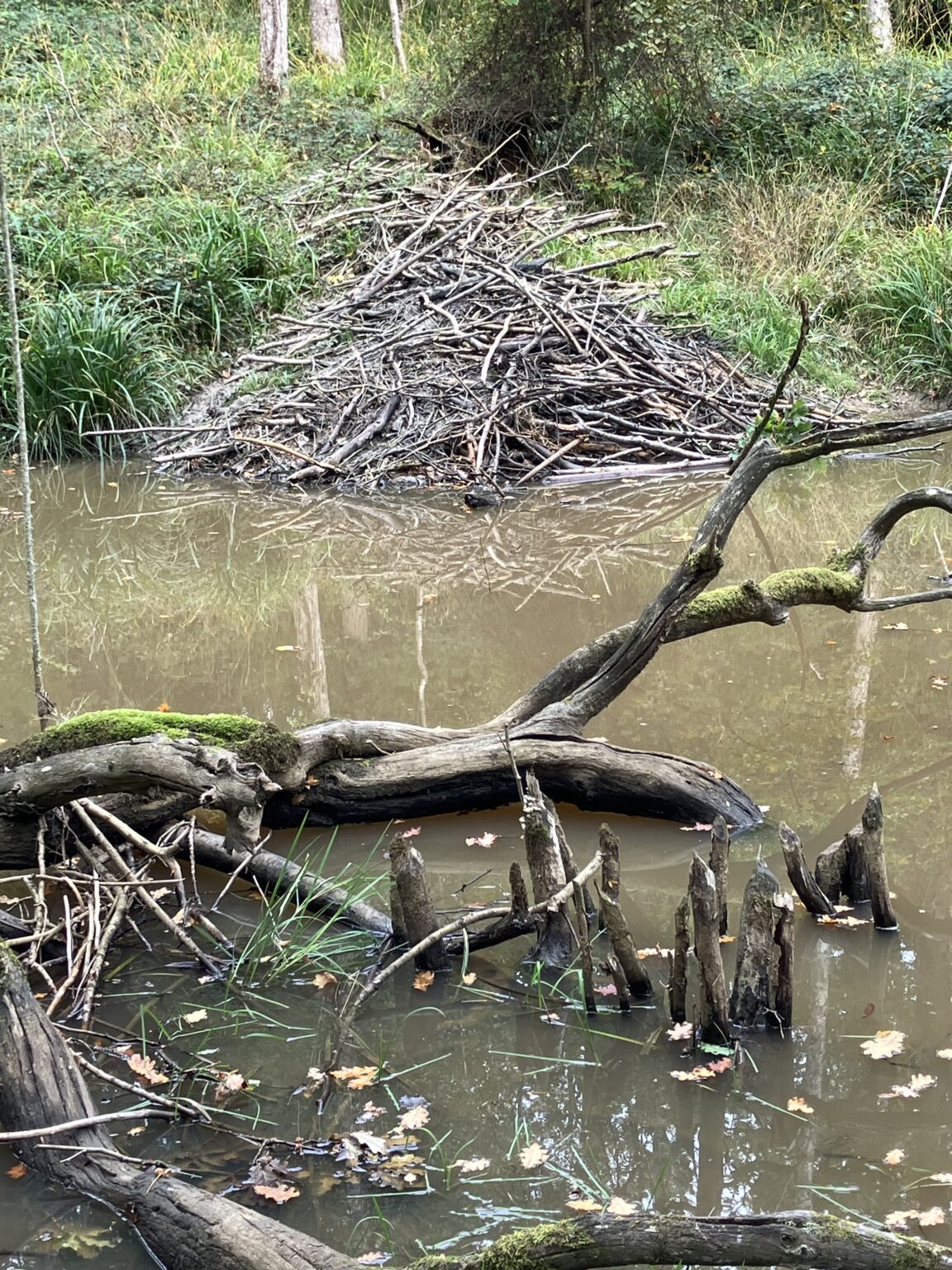 Beaver Update: Two new licensed wild release projects, more to follow ...