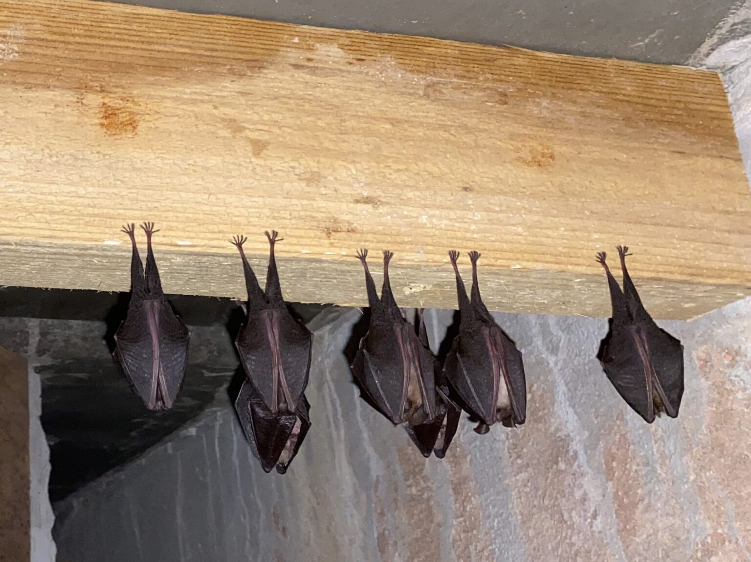Bats – Natural England